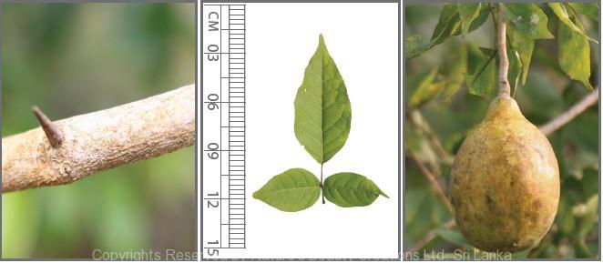 Aegle marmelos (L.) Corrêa | Nature